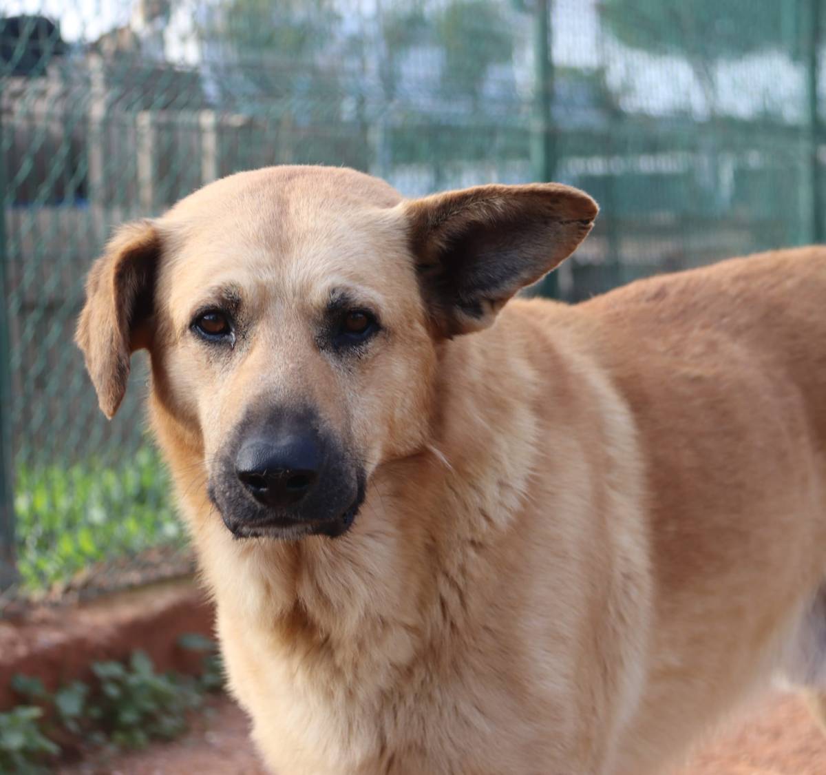 Teo – Animales del Sol e.V.